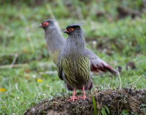 Jamaican Croaking Lizard - 10,000 Birds