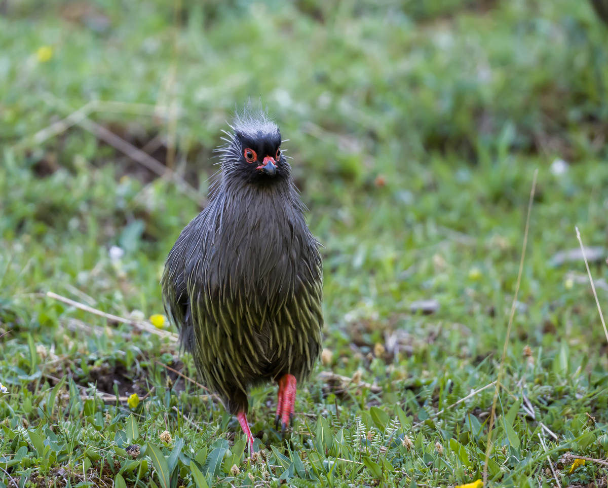 The Blood Pheasant - 10,000 Birds