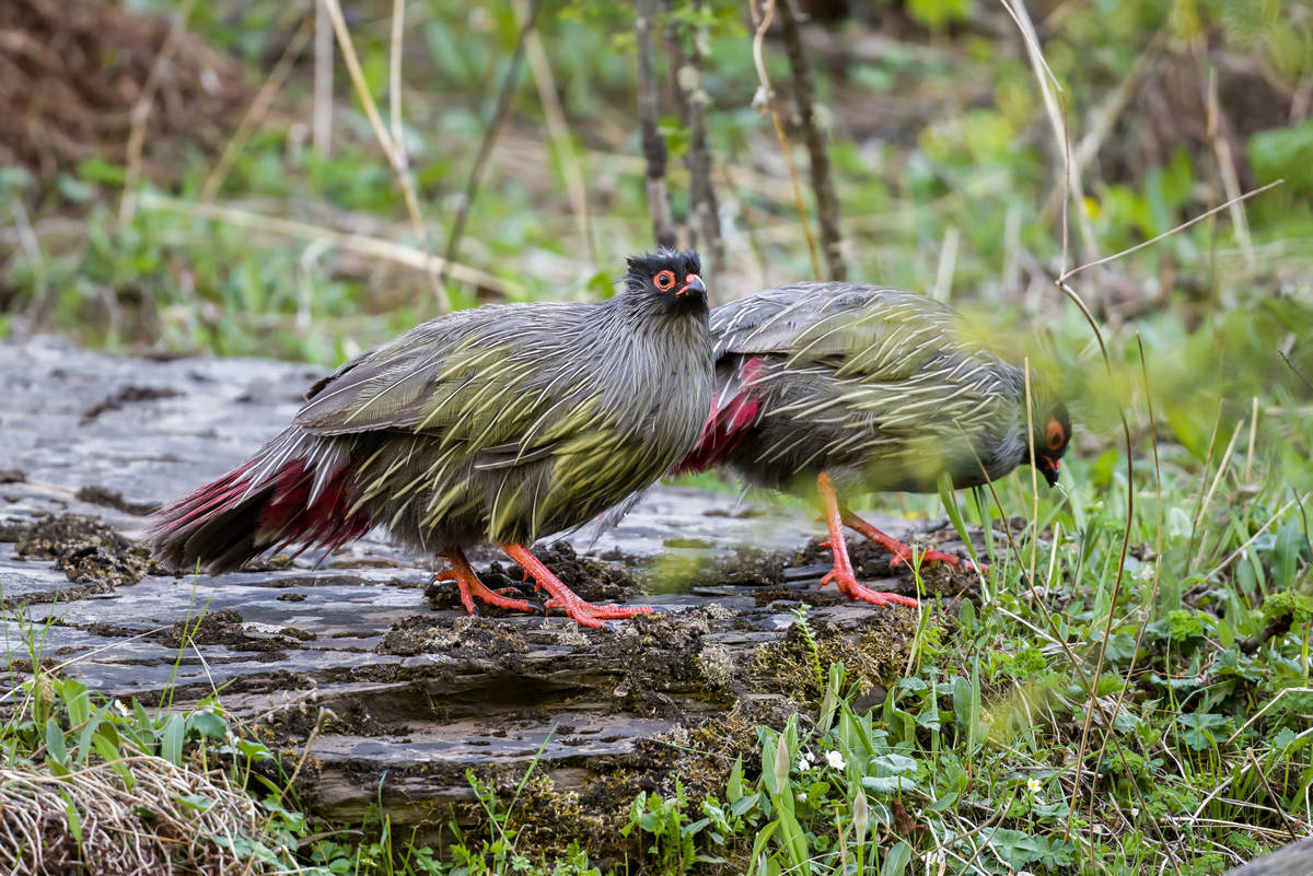 The Blood Pheasant - 10,000 Birds
