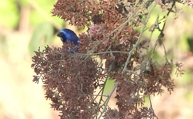 Birding Ixtapa/Zihuatanejo - 10,000 Birds