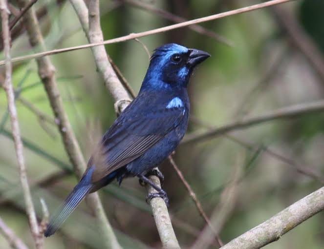 Birding Adventure in Mexico, Part I: Colima - 10,000 Birds