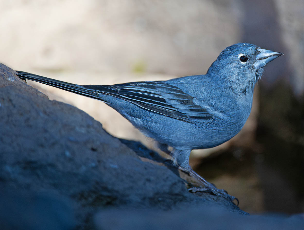 Islands in the Sun - 10,000 Birds