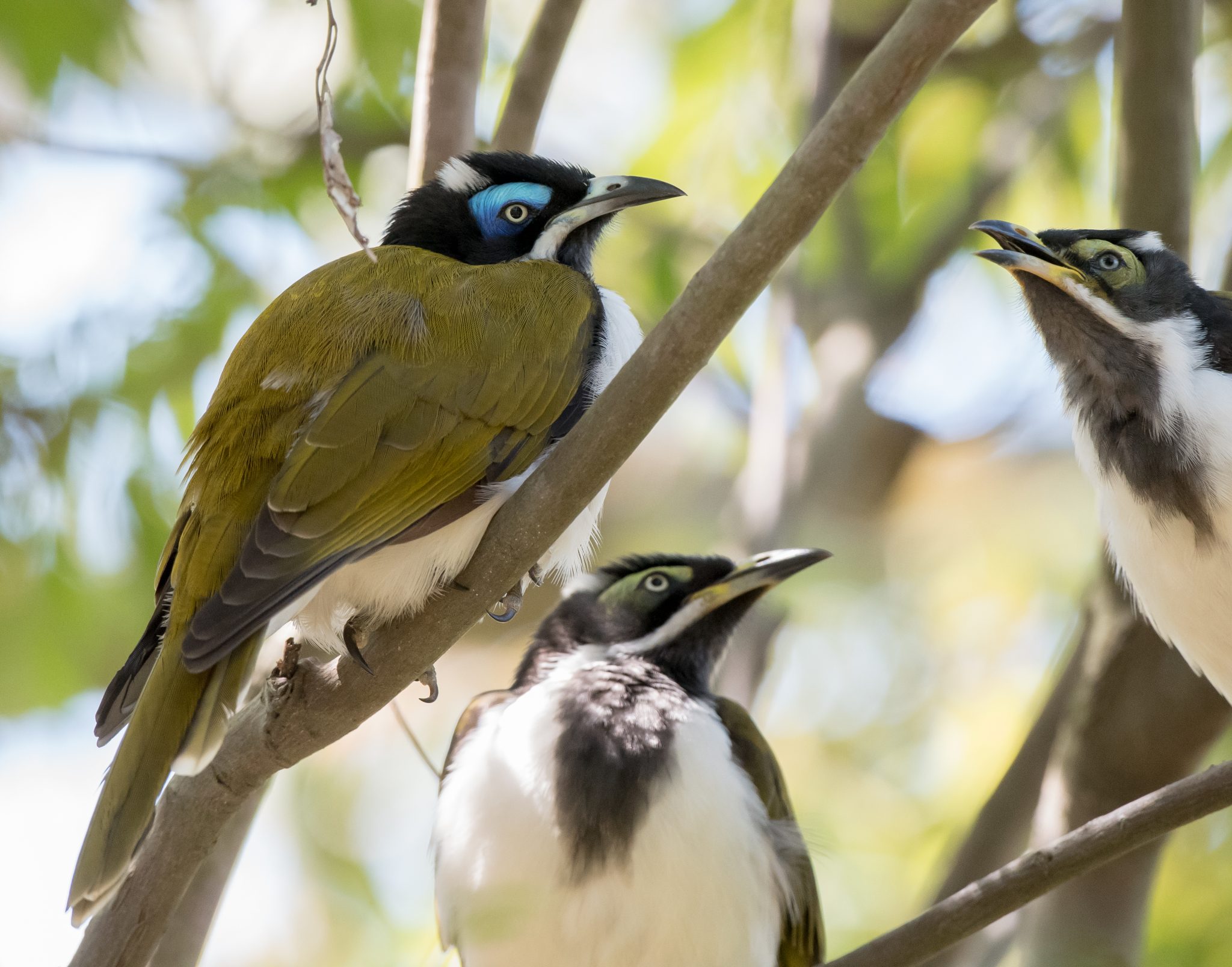Blue Birds - 10,000 Birds