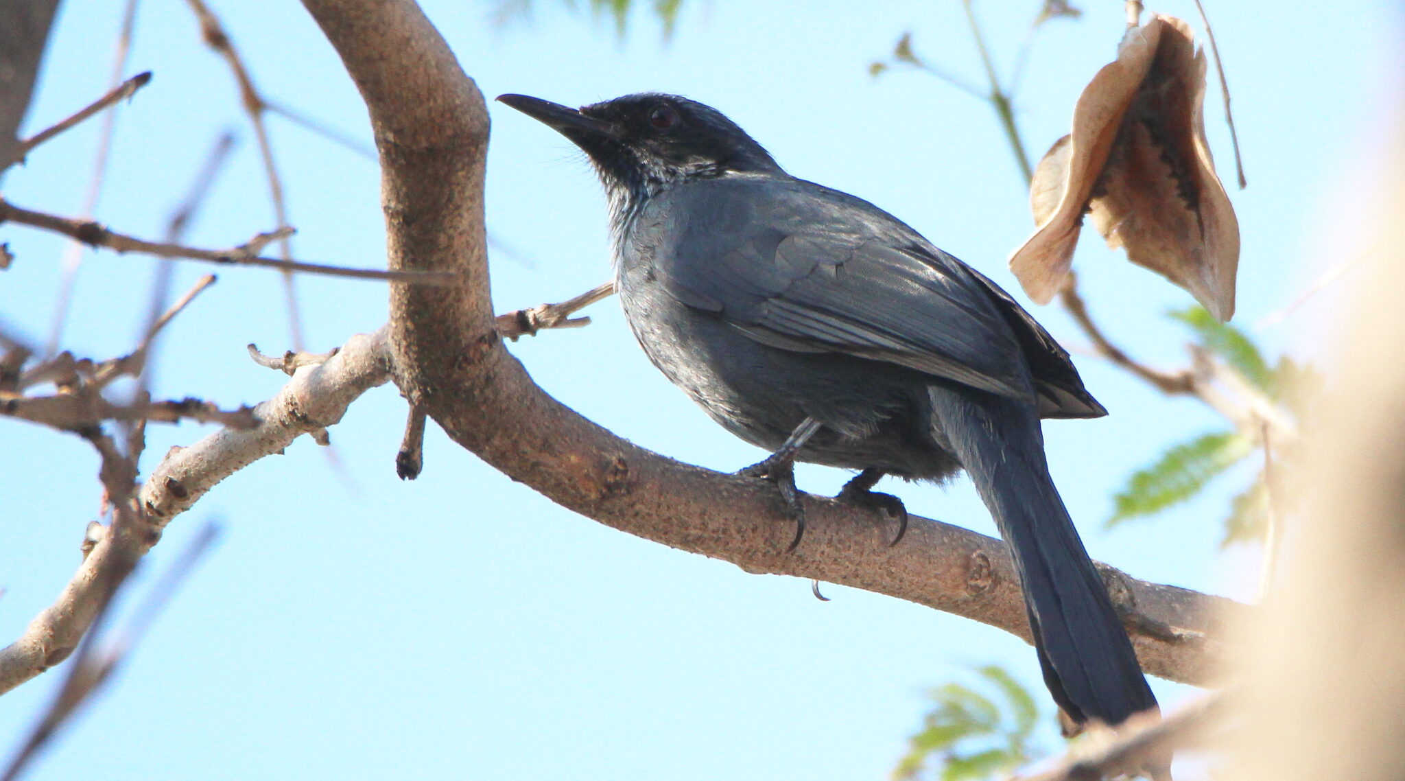 The View from my Window - 10,000 Birds