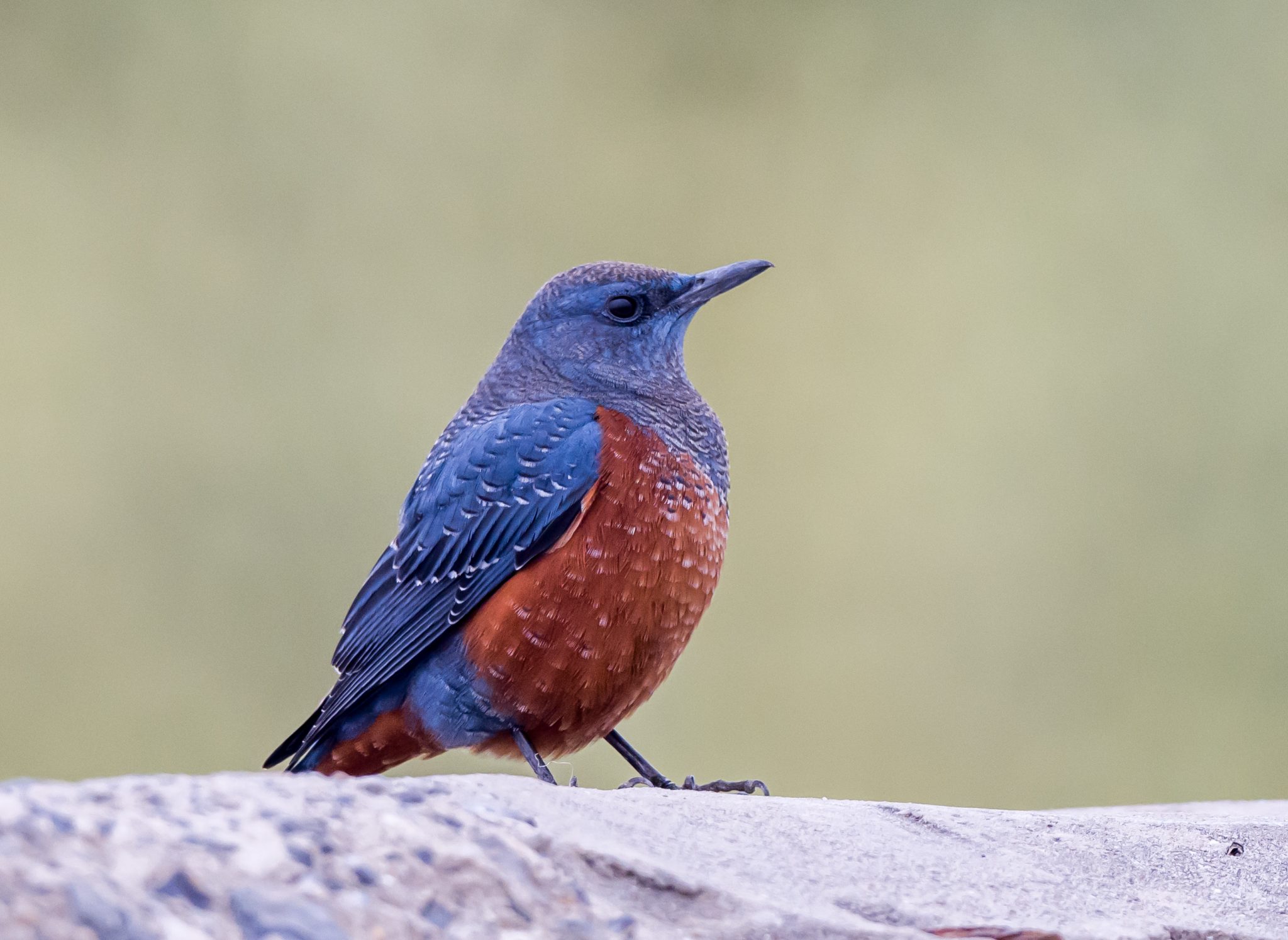 Birding Shanghai in January 2022 - 10,000 Birds