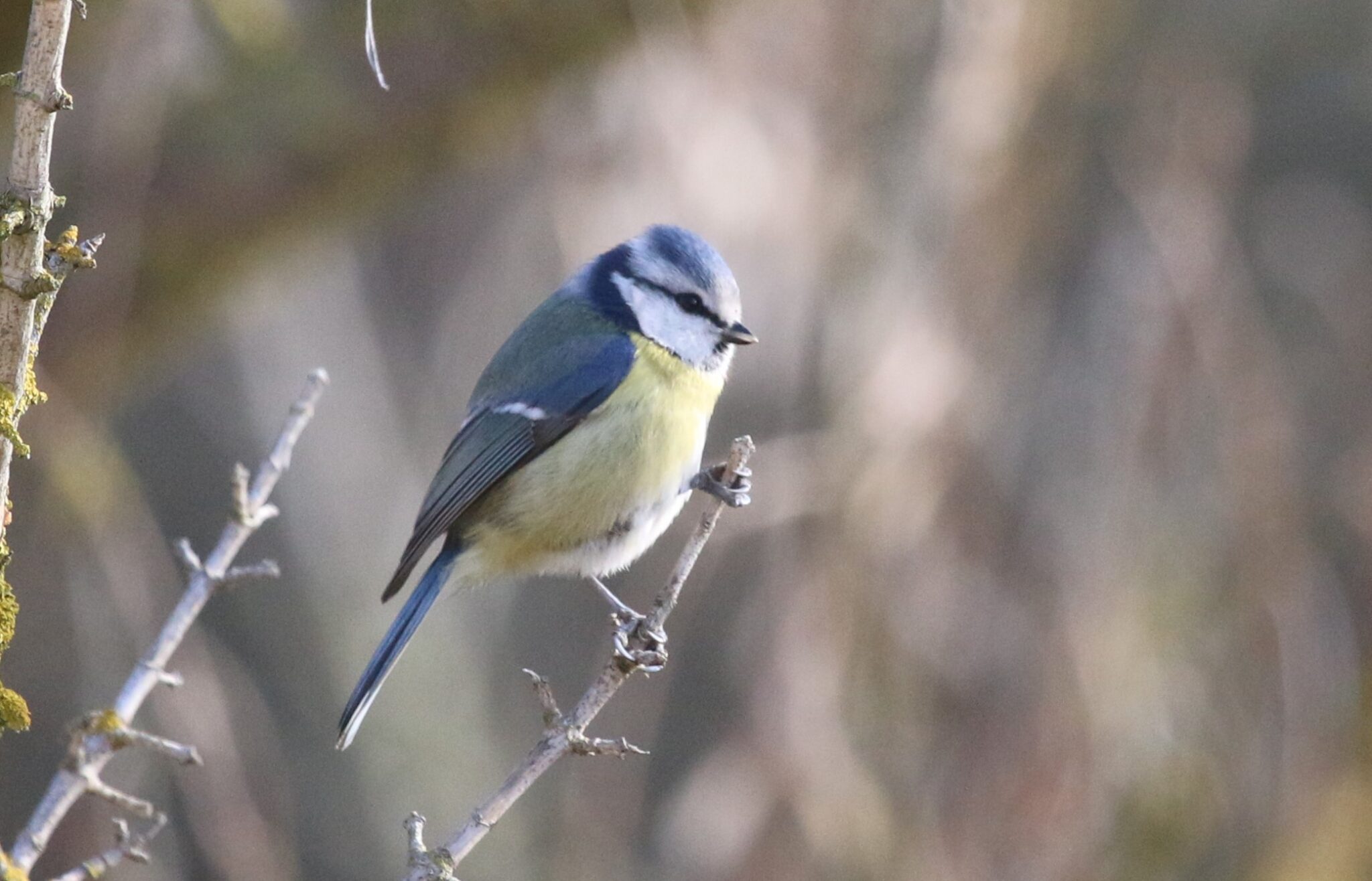 Some Germans have a bird - A short birding trip through the German ...