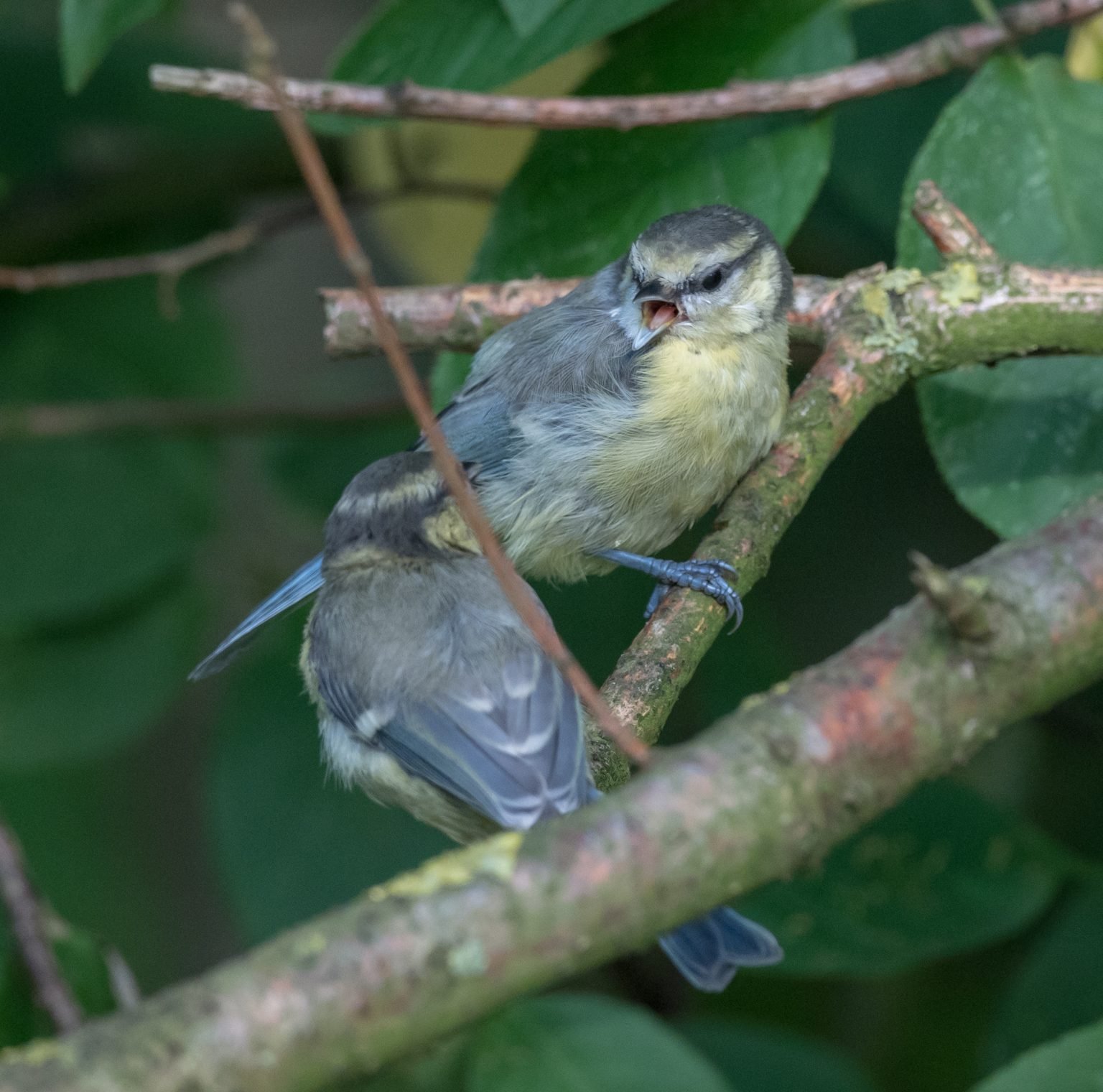 Two Birds - 10,000 Birds