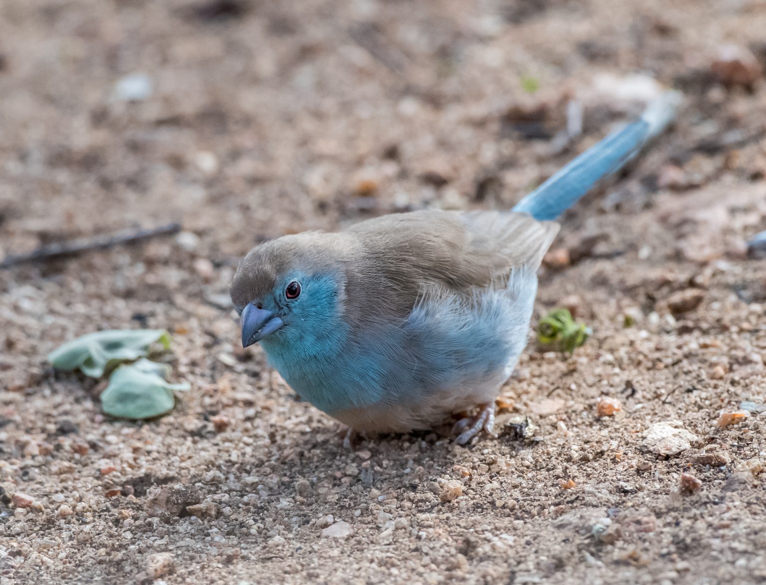 Blue Birds - 10,000 Birds