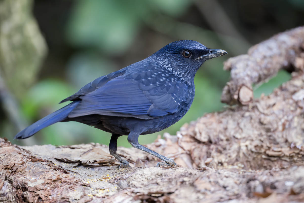 Birding Napo, Guangxi, China – part 1 - 10,000 Birds