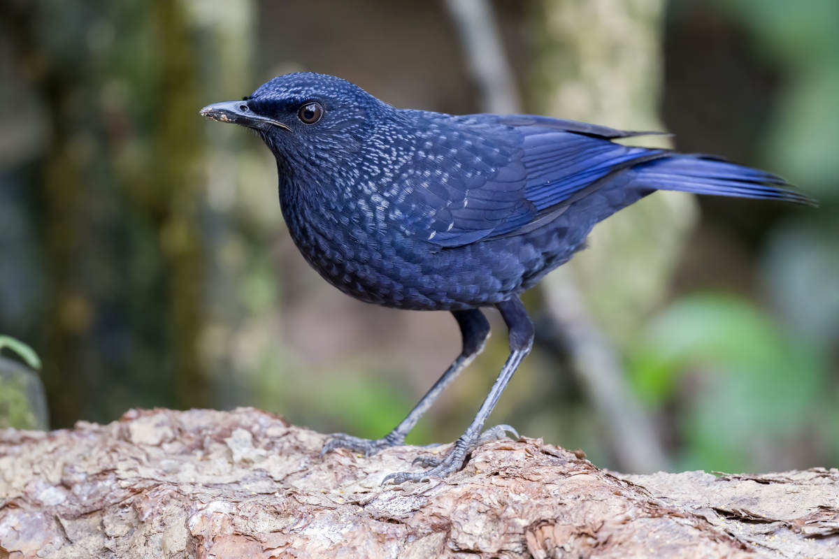 Birding Napo, Guangxi, China - part 1 - 10,000 Birds