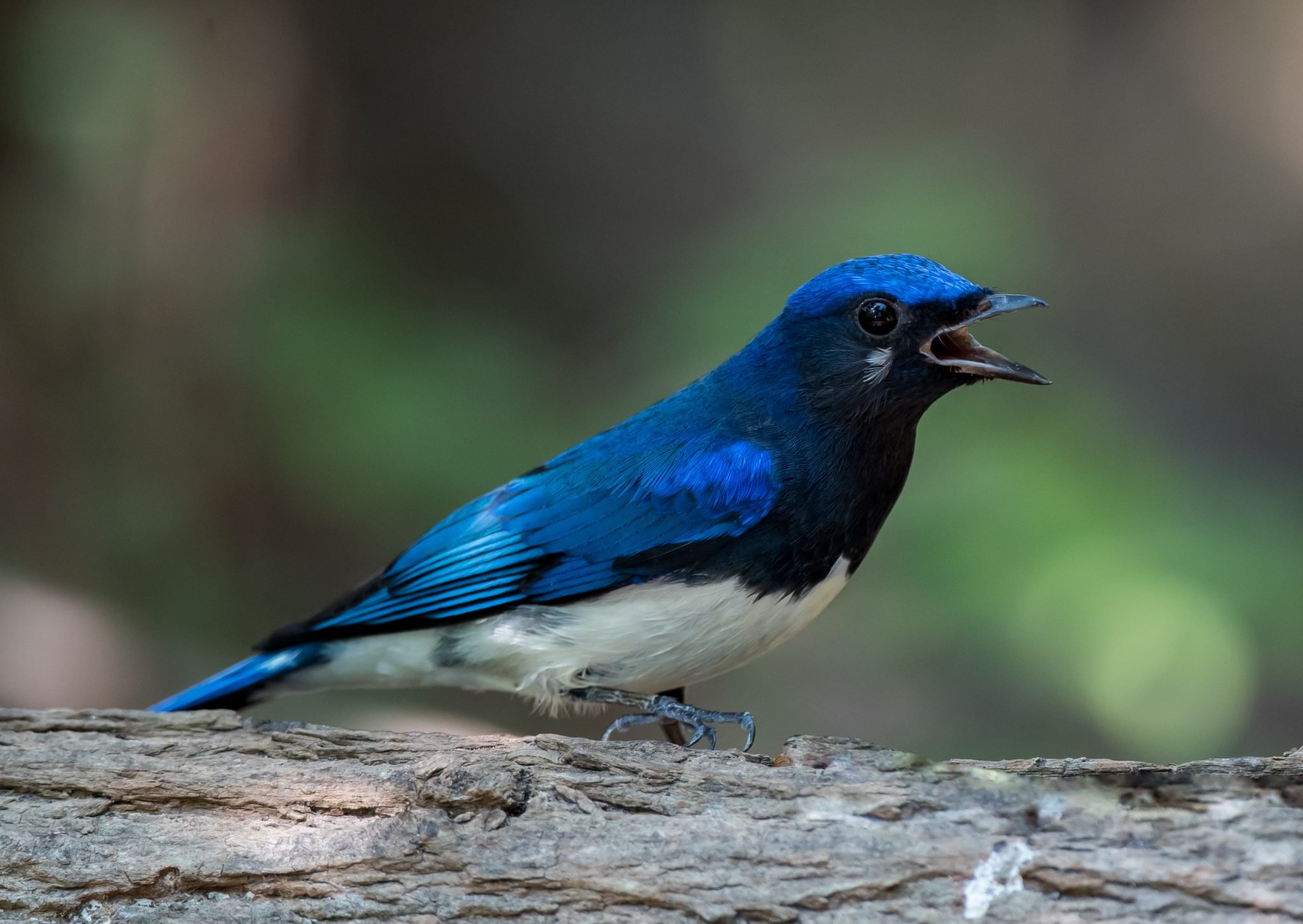 Blue Birds - 10,000 Birds