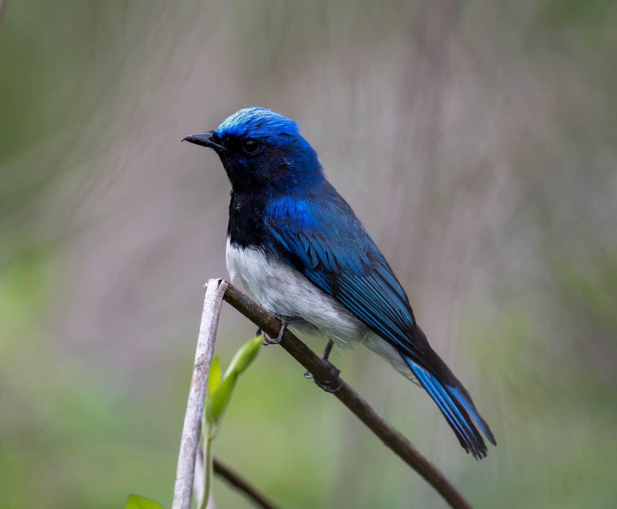 Birding Shanghai in April 2024 (The Colors of Spring) - 10,000 Birds