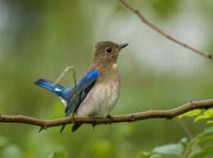 Jamaican Croaking Lizard - 10,000 Birds