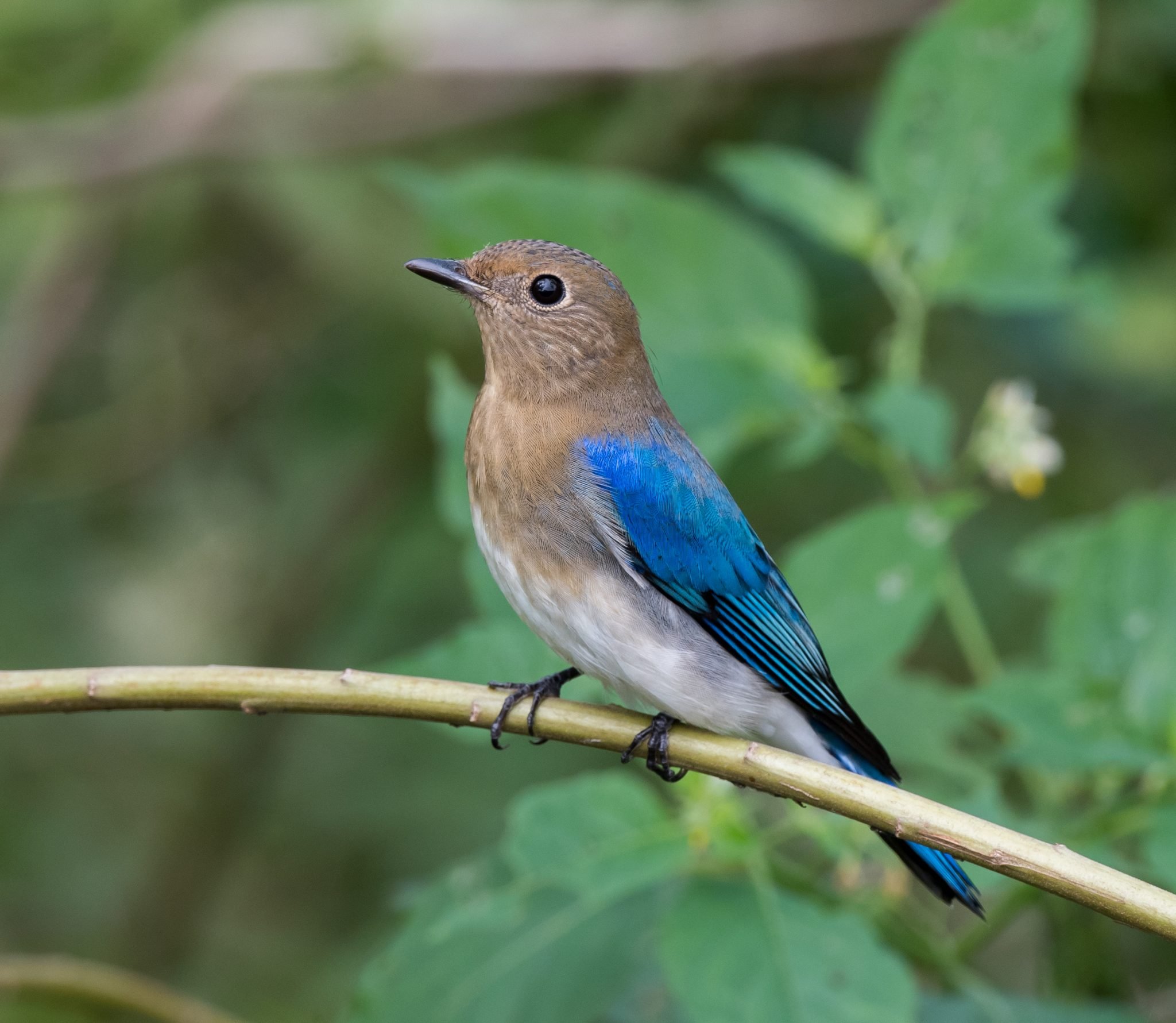 Blue Birds - 10,000 Birds