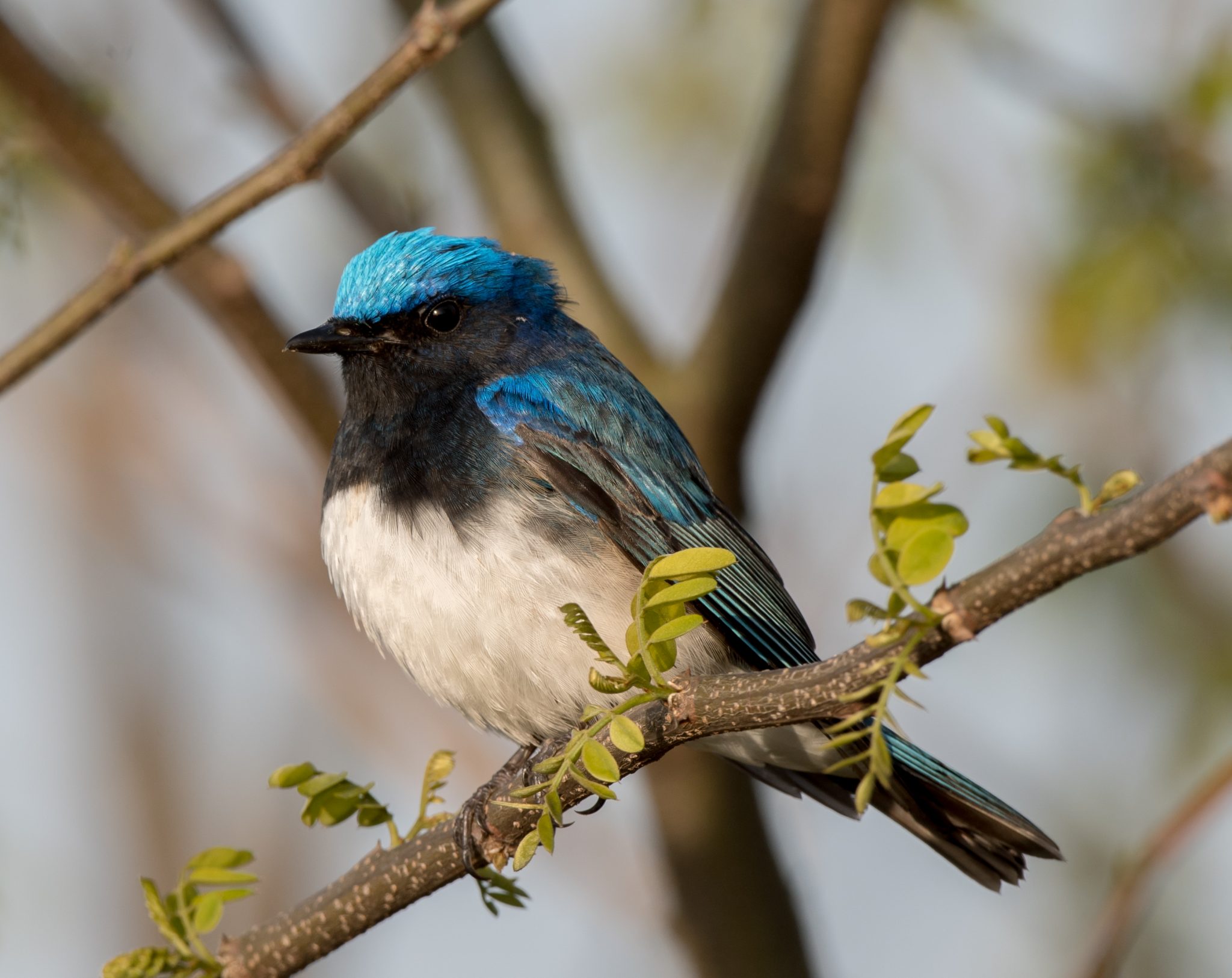 Blue Birds - 10,000 Birds