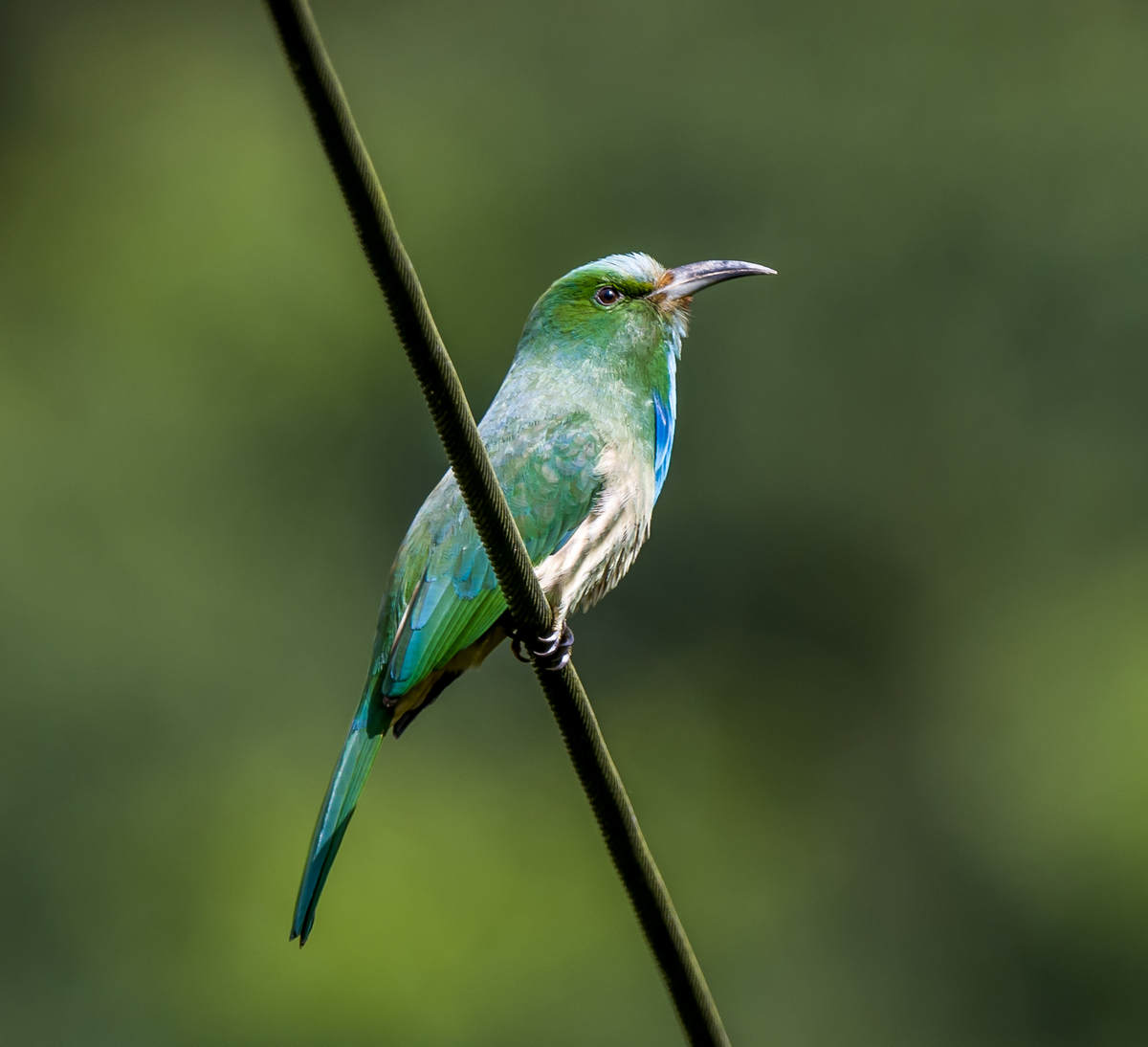 Birding Jianfengling, Hainan (A-H) - 10,000 Birds