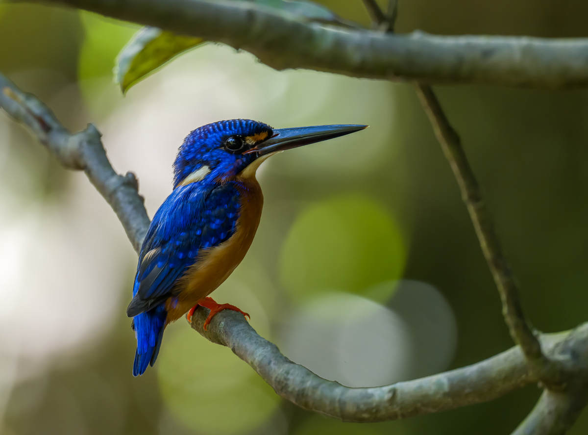 Birding Sukau, Sabah, Borneo - 10,000 Birds