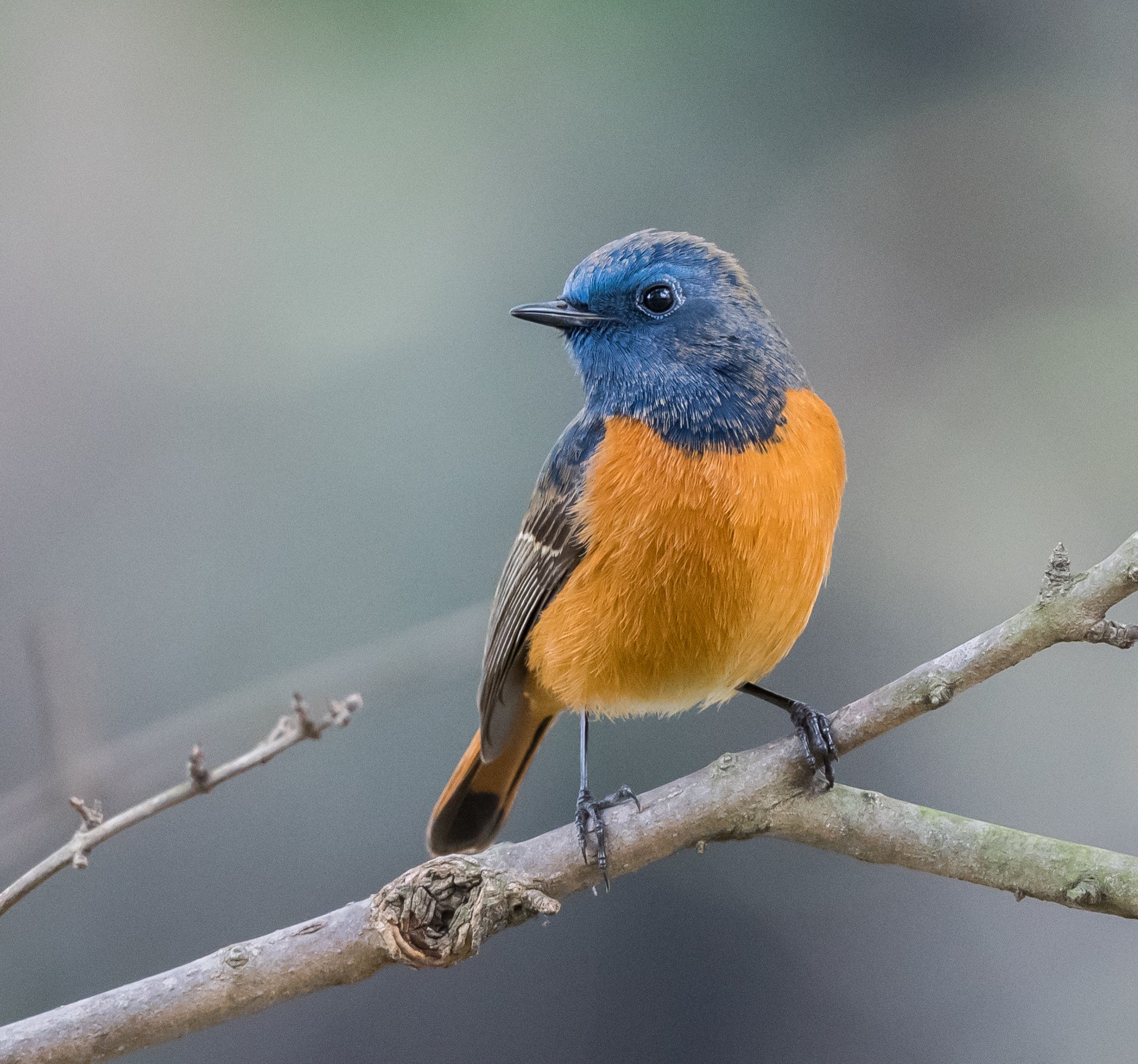 Blue Birds - 10,000 Birds