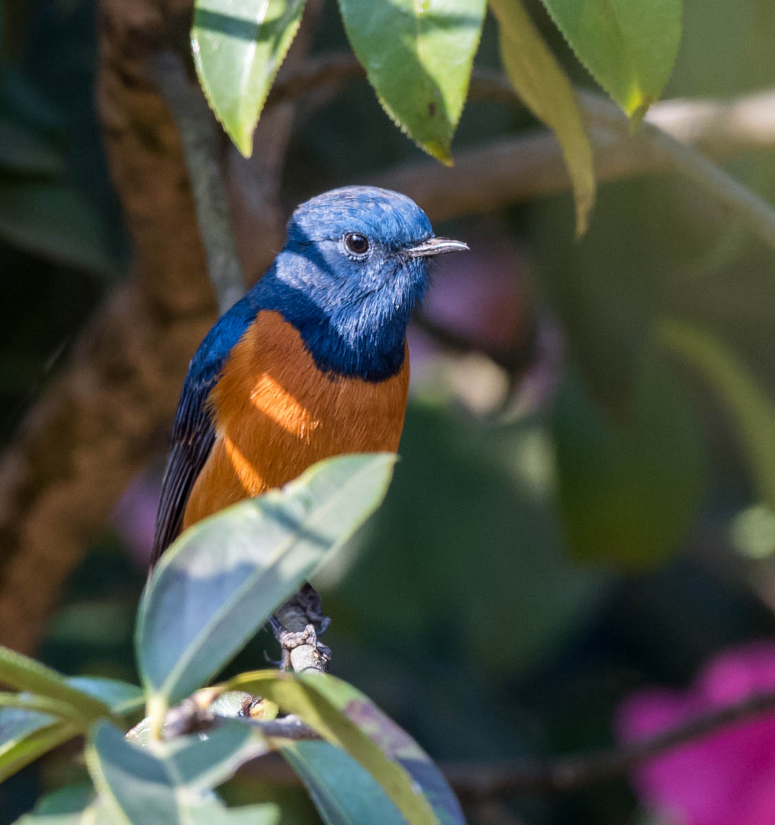 Birding Tengchong, Yunnan, China in 2017 - 10,000 Birds