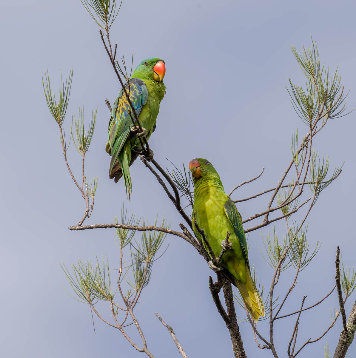 Birding Tanjung Aru Beach, Kota Kinabalu, Malaysia - 10,000 Birds