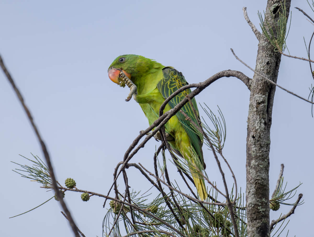 Birding Tanjung Aru Beach, Kota Kinabalu, Malaysia - 10,000 Birds