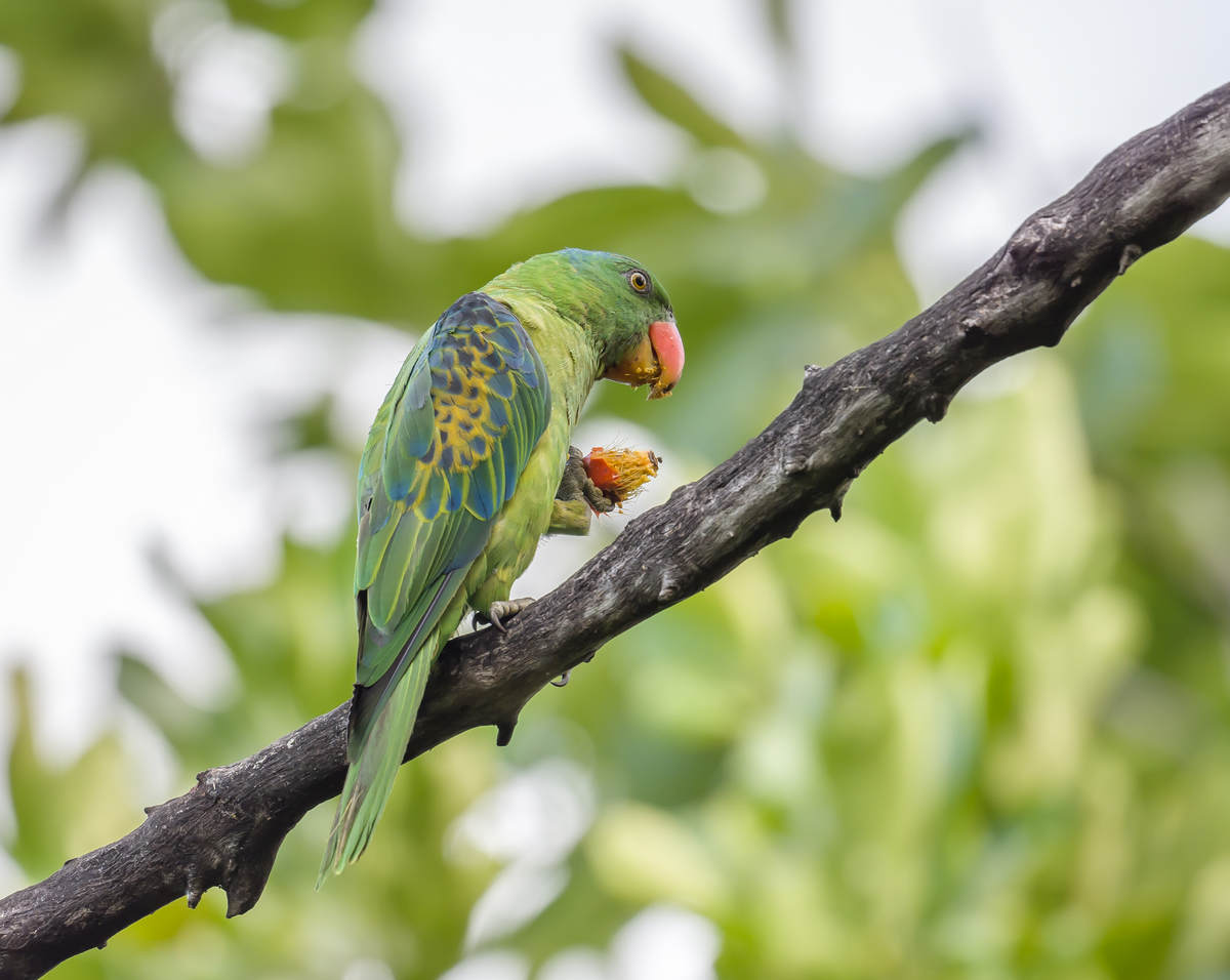 Birding Tanjung Aru Beach, Kota Kinabalu, Malaysia - 10,000 Birds