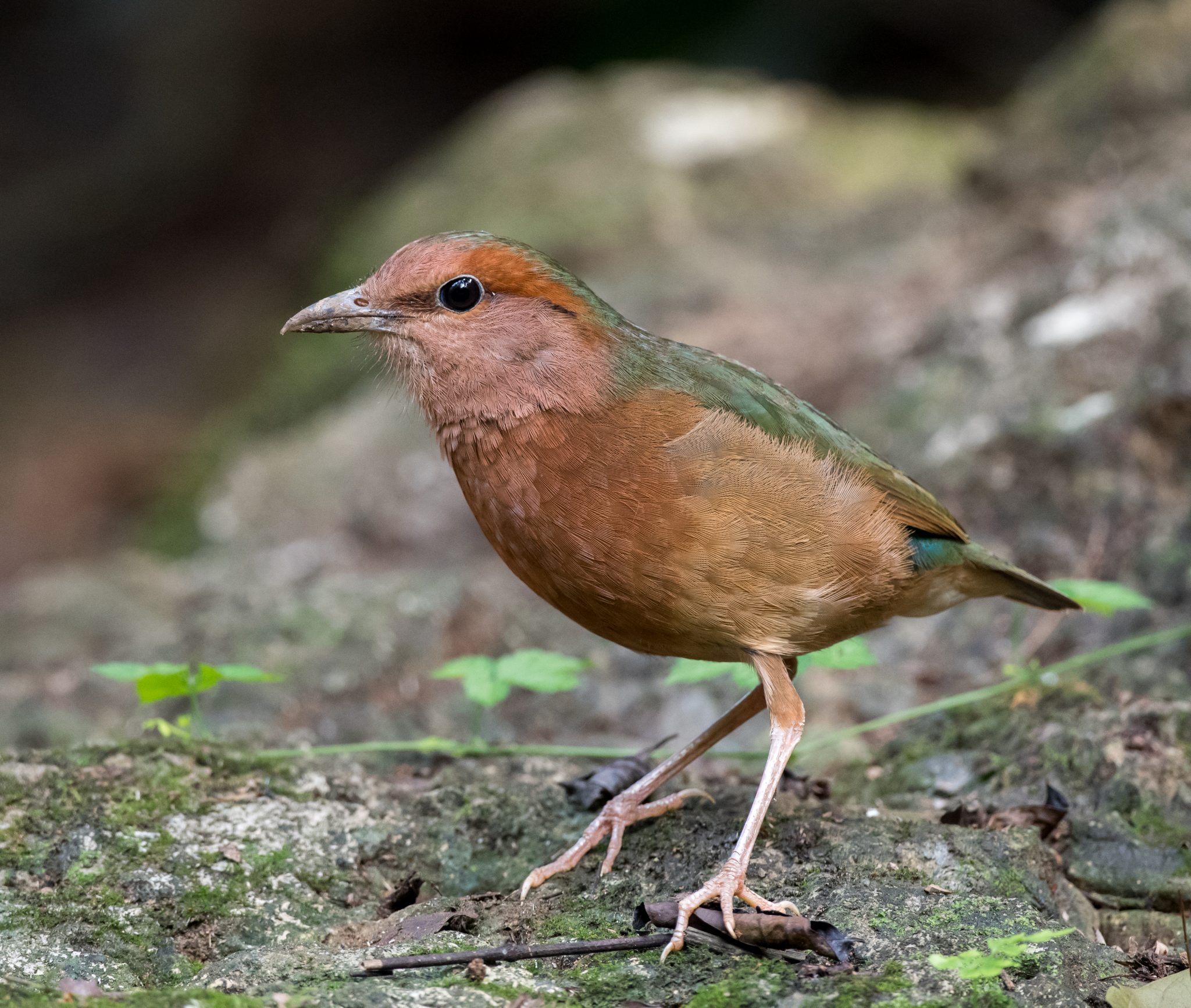 Birding Nonggang, Guangxi, China - 10,000 Birds