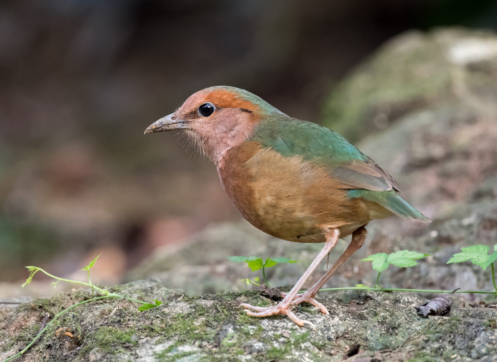 Blue Birds - 10,000 Birds