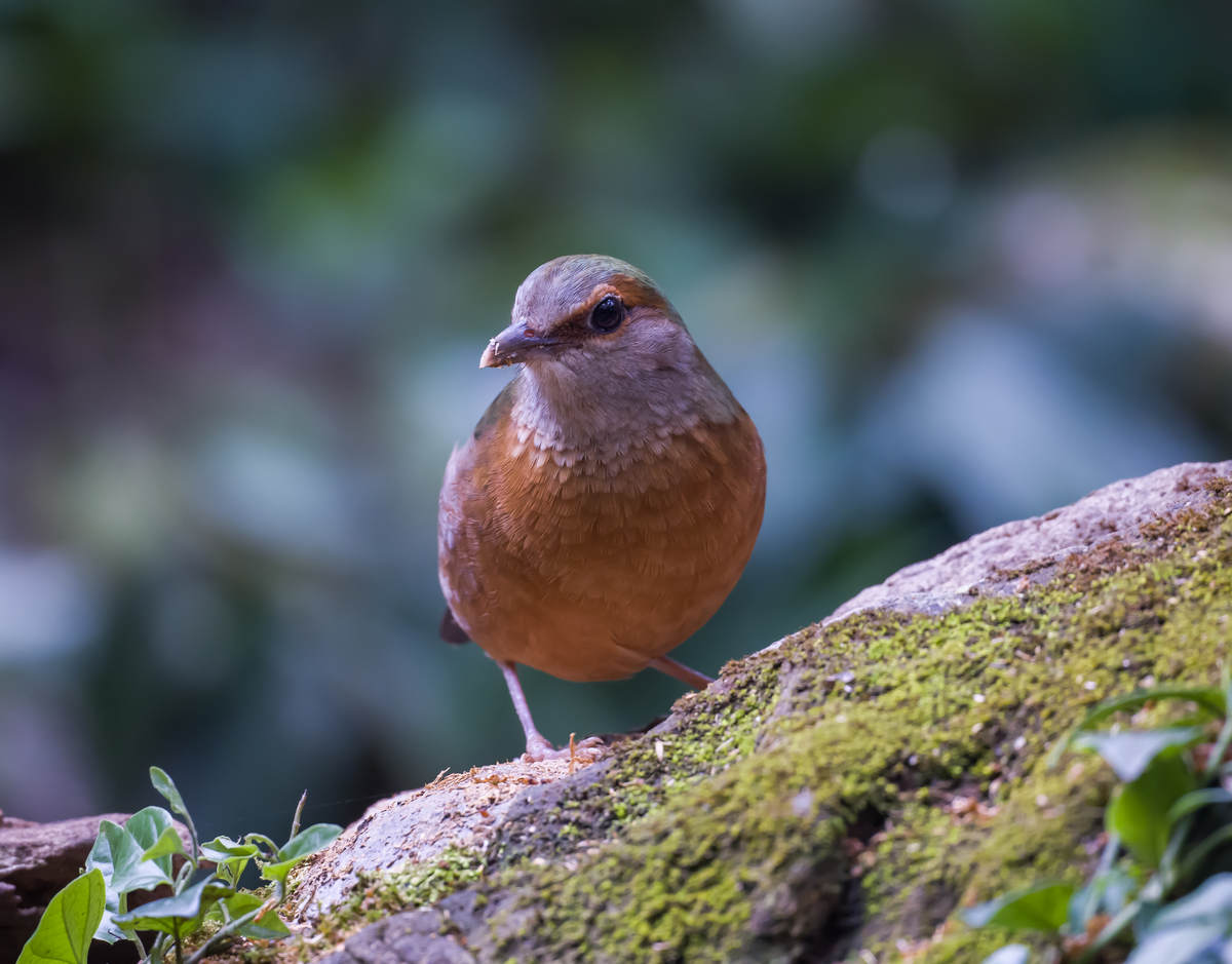 Birding Nonggang, Guangxi, China - part 2 - 10,000 Birds