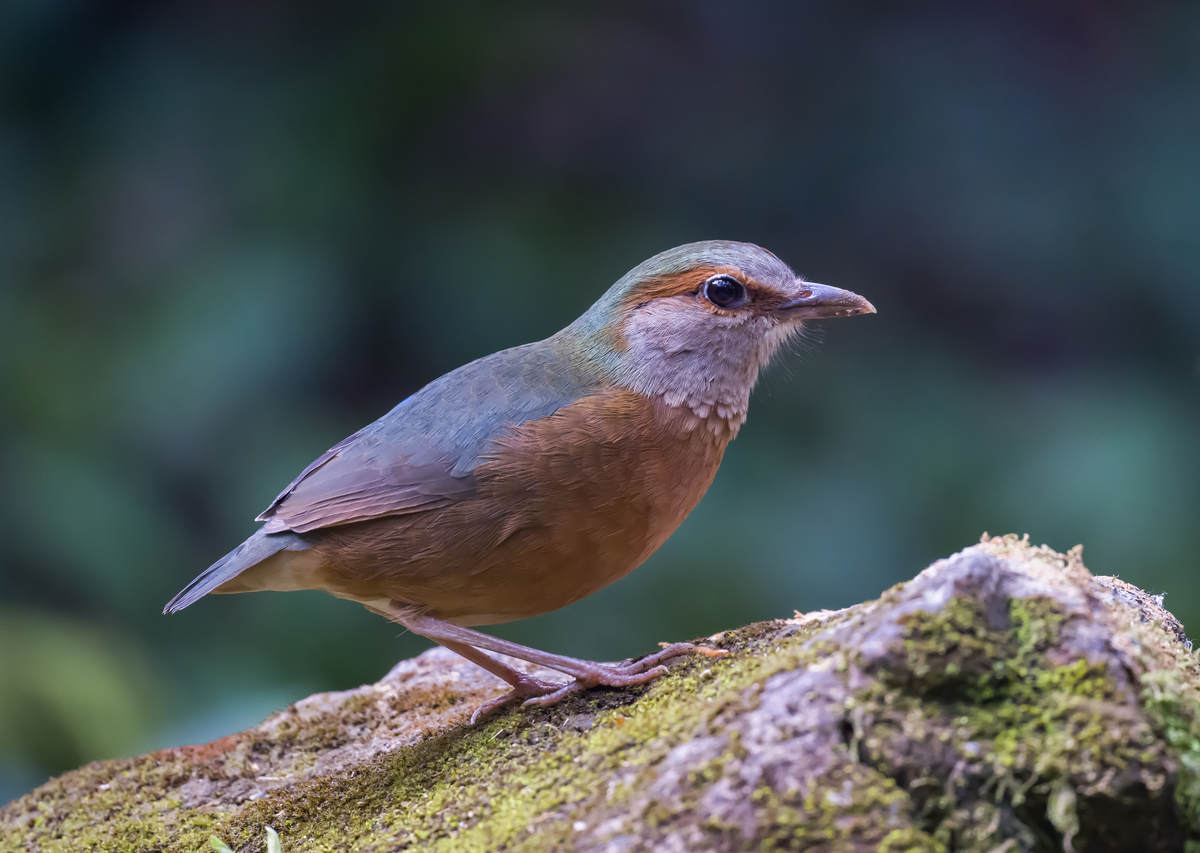 Birding Nonggang, Guangxi, China - part 2 - 10,000 Birds