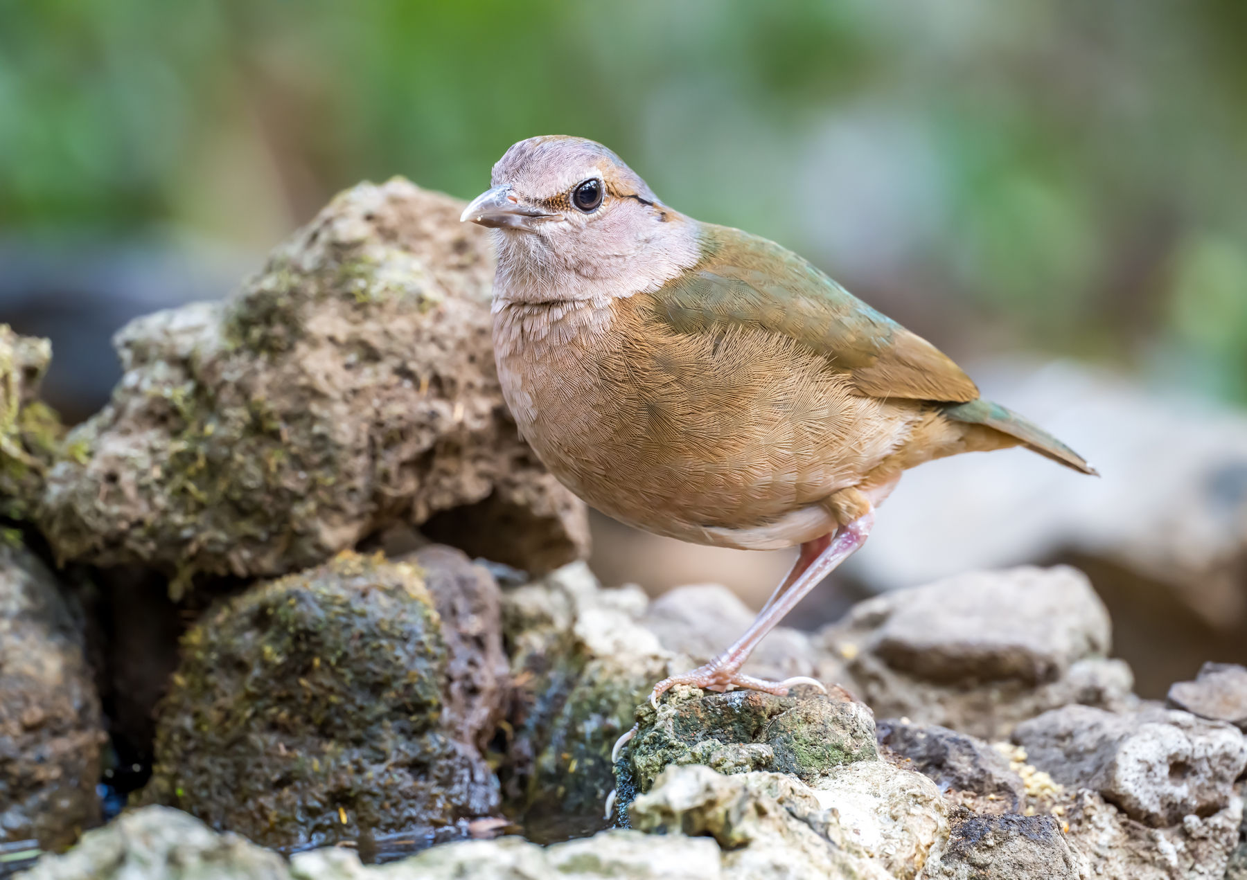 Some Pittas of South Vietnam - 10,000 Birds
