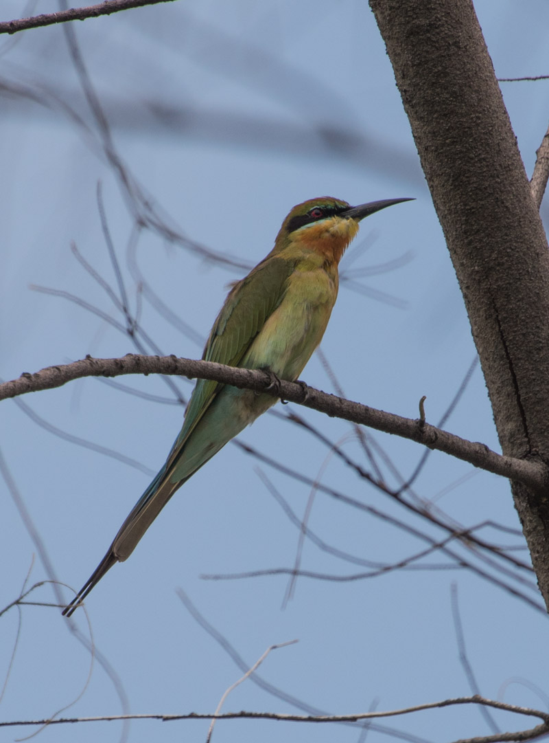 Birding Singapore - 10,000 Birds