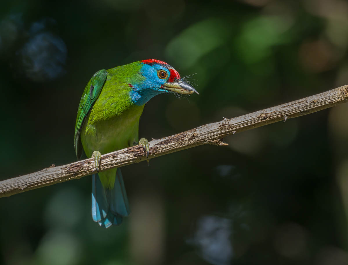 Birding Hongbenghe, Yunnan (Part 3) - 10,000 Birds
