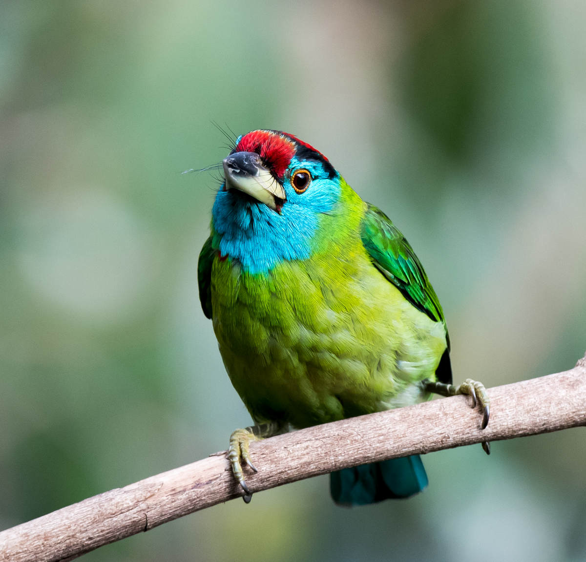 A few Barbets - 10,000 Birds