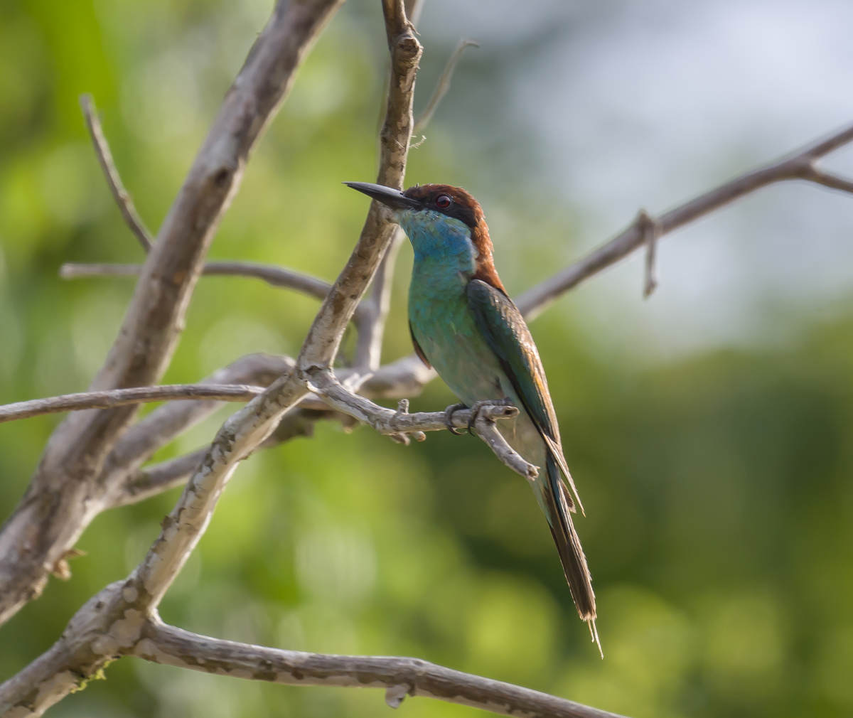 Birding Sukau, Sabah, Borneo - 10,000 Birds