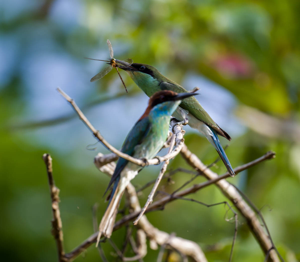 Birding Sukau, Sabah, Borneo - 10,000 Birds