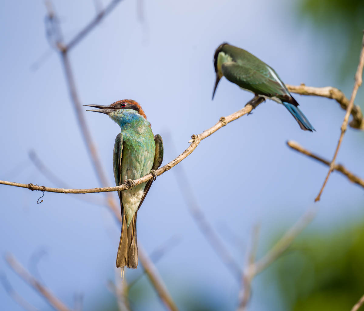 Birding Sukau, Sabah, Borneo - 10,000 Birds