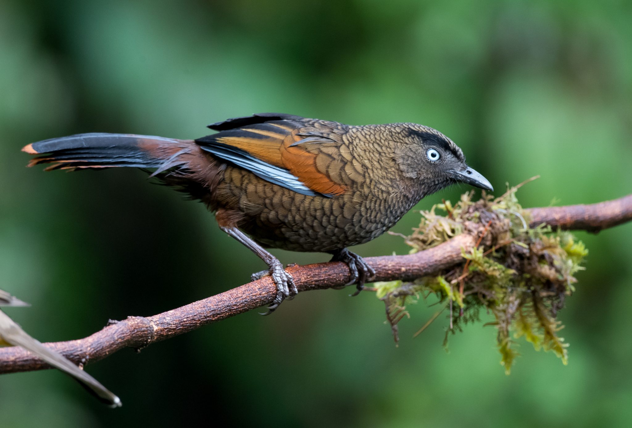 Blue Birds - 10,000 Birds