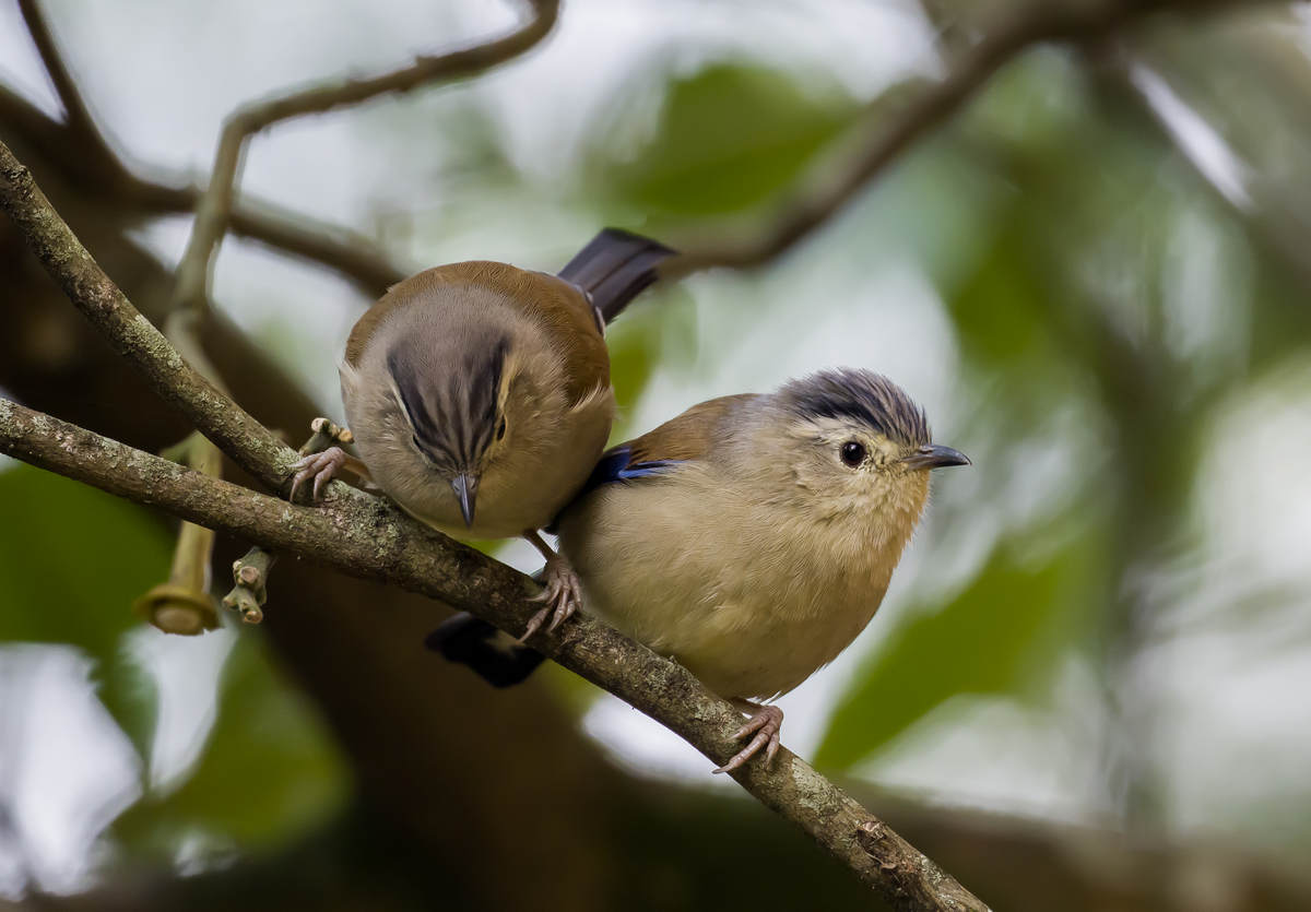 Birding Napo, Guangxi, China - part 2 - 10,000 Birds