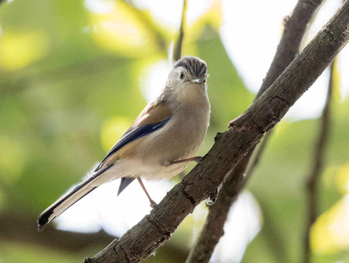 Birding Tengchong, Yunnan, China in 2017 - 10,000 Birds