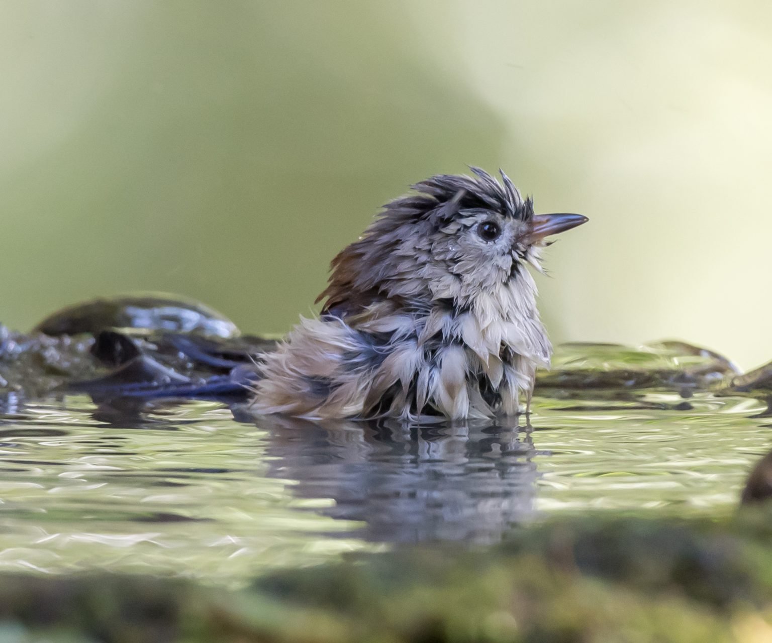 Wet Birds - 10,000 Birds