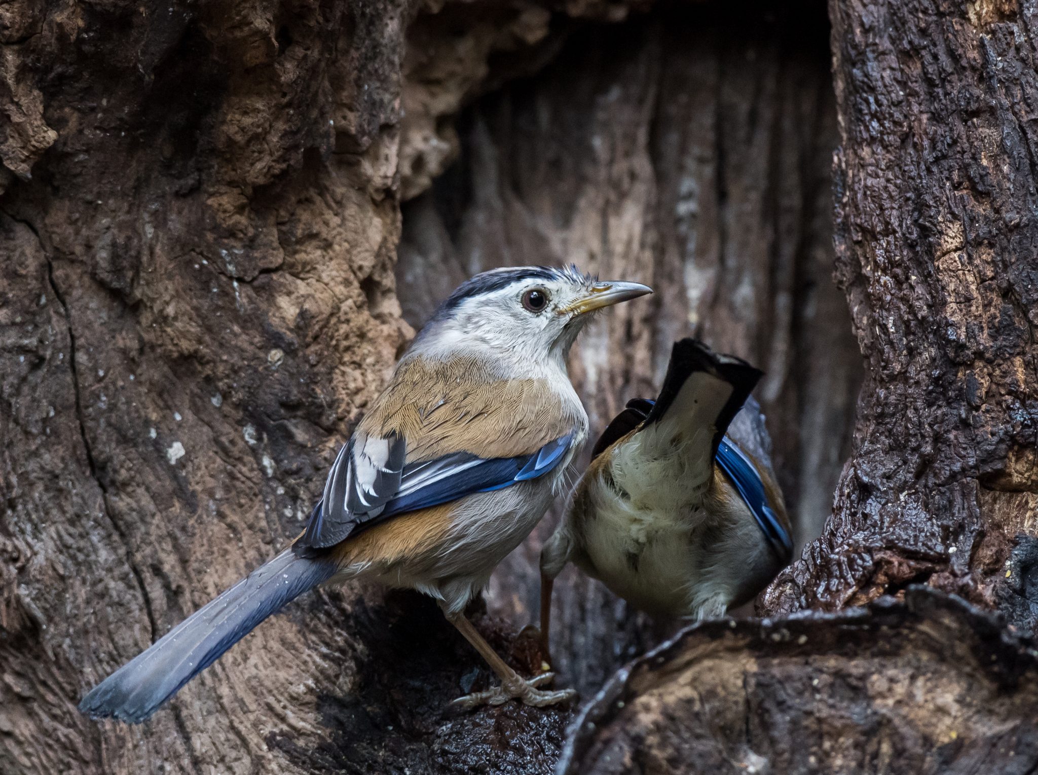 Blue Birds - 10,000 Birds