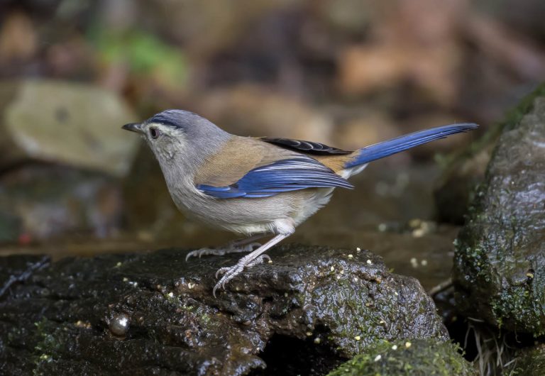 Birding Napo, Guangxi, China - part 2 - 10,000 Birds