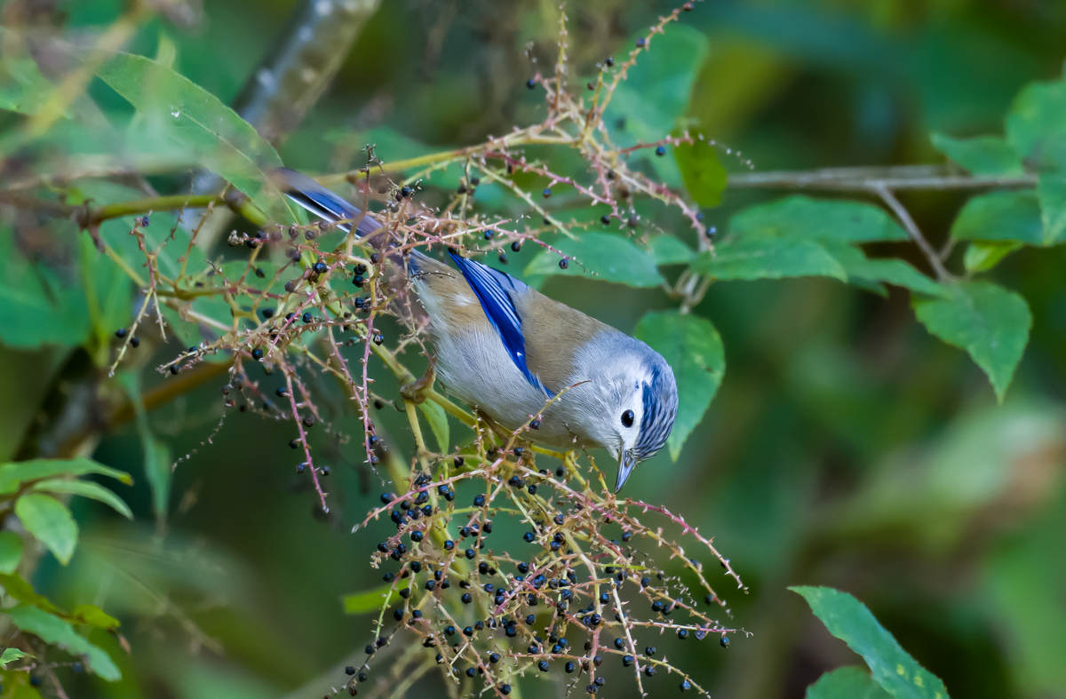Birding Tongbiguan, Yunnan (part 1) - 10,000 Birds