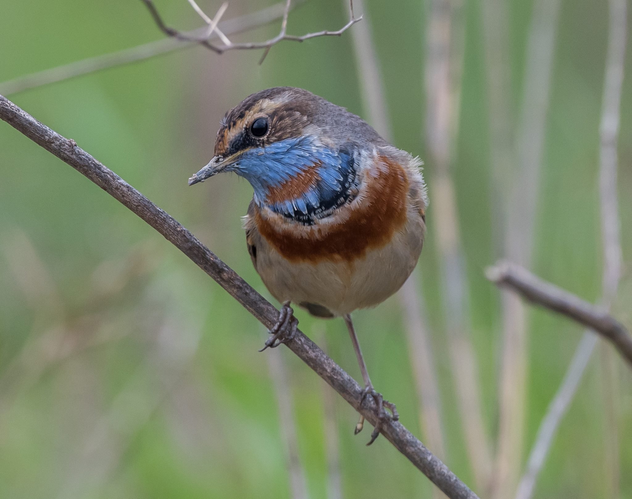 Nanhui, Shanghai in early spring 2020 - 10,000 Birds