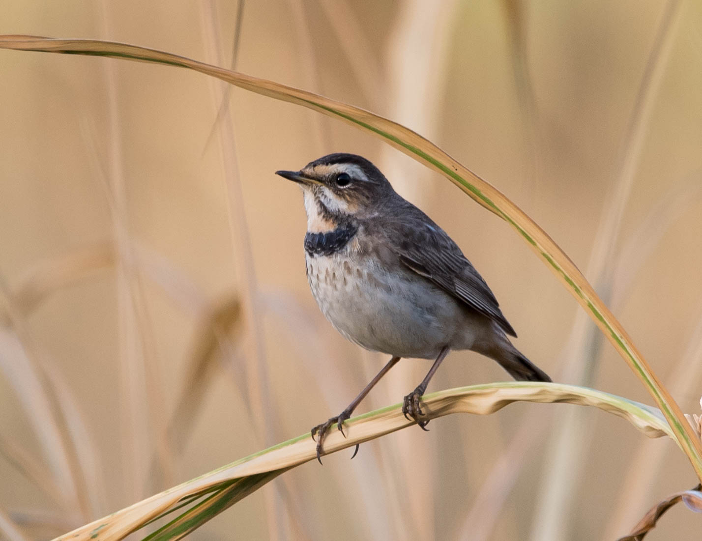 A few interesting birds seen at Nanhui, Shanghai in 2019 - 10,000 Birds