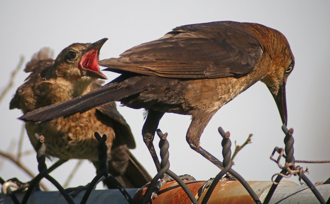 A Fledgling Boat-tailed Grackle Getting Fed - 10,000 Birds