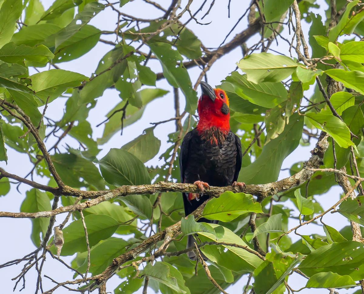 Birding Sepilok, Borneo (Part 3) - 10,000 Birds