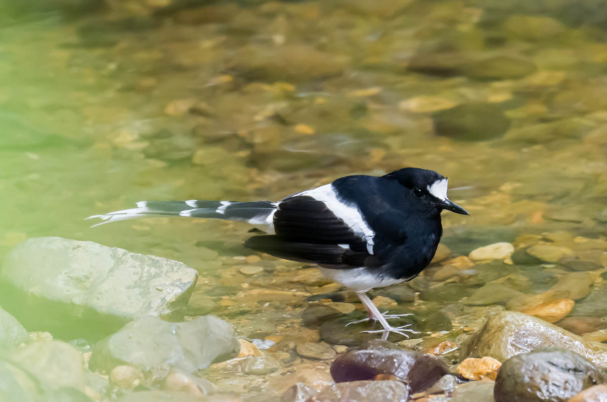 Birding Mount Kinabalu, Sabah, Borneo - 10,000 Birds