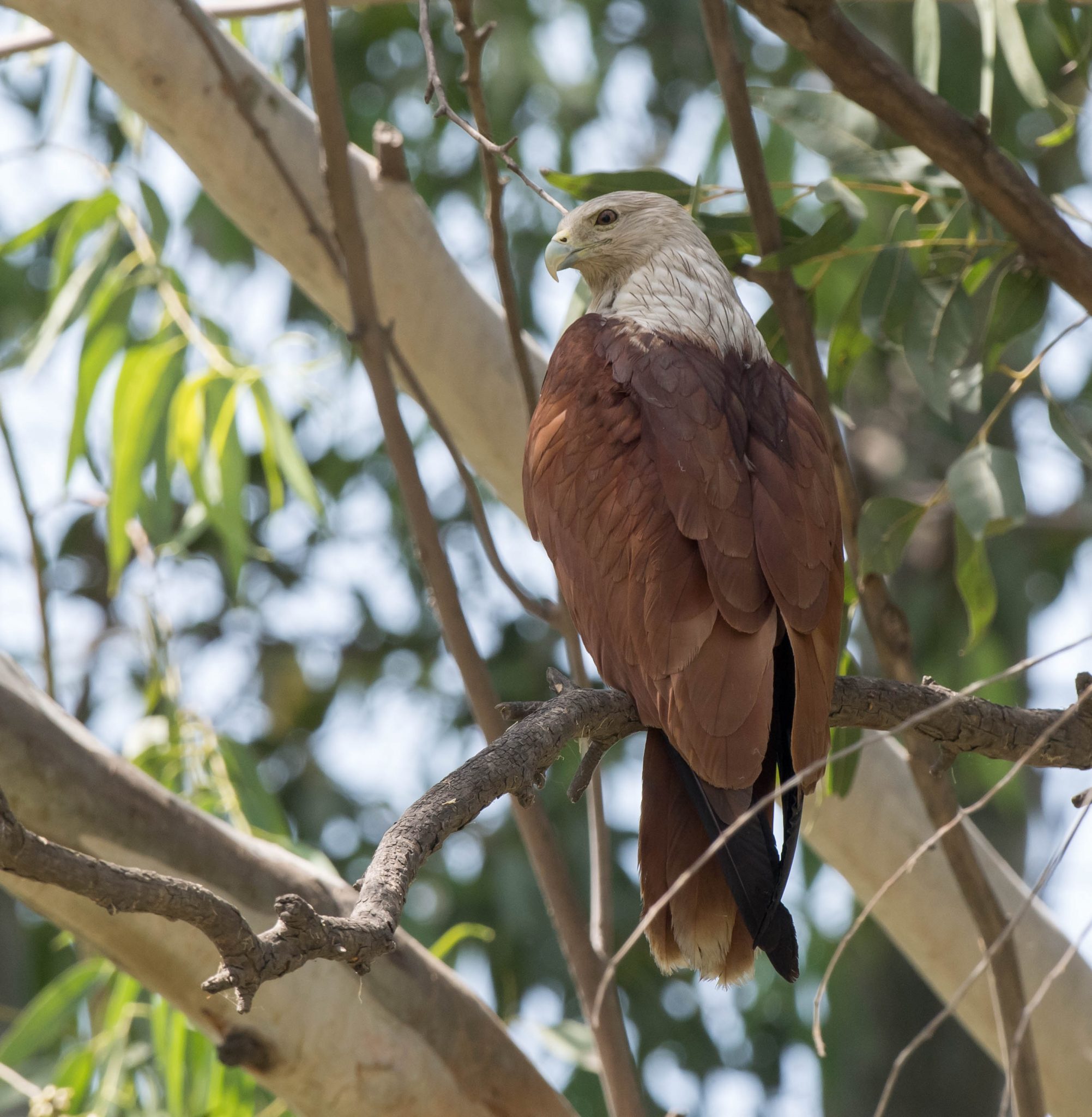 Birding in the Delhi area Part 1 - 10,000 Birds